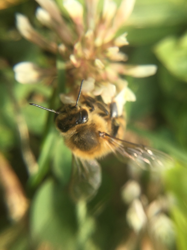 Western Honey Bee in June 2023 by Matthew Lindsey · iNaturalist
