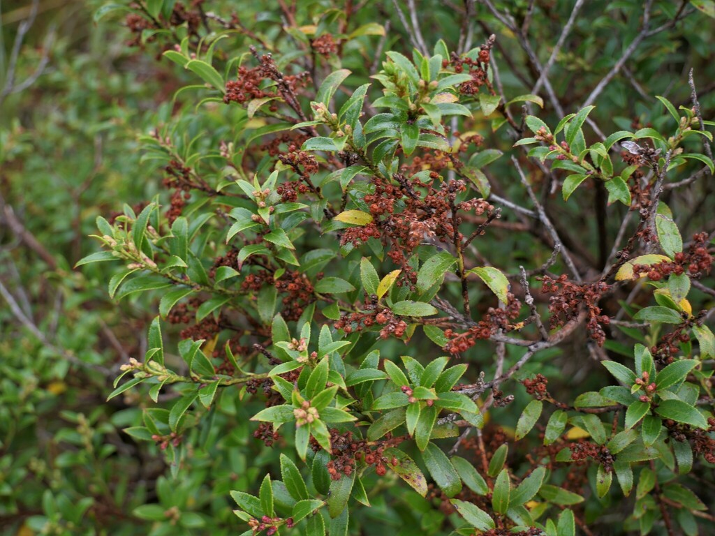 Gaultheria rupestris from Atarau, New Zealand on April 26, 2023 at 03: ...