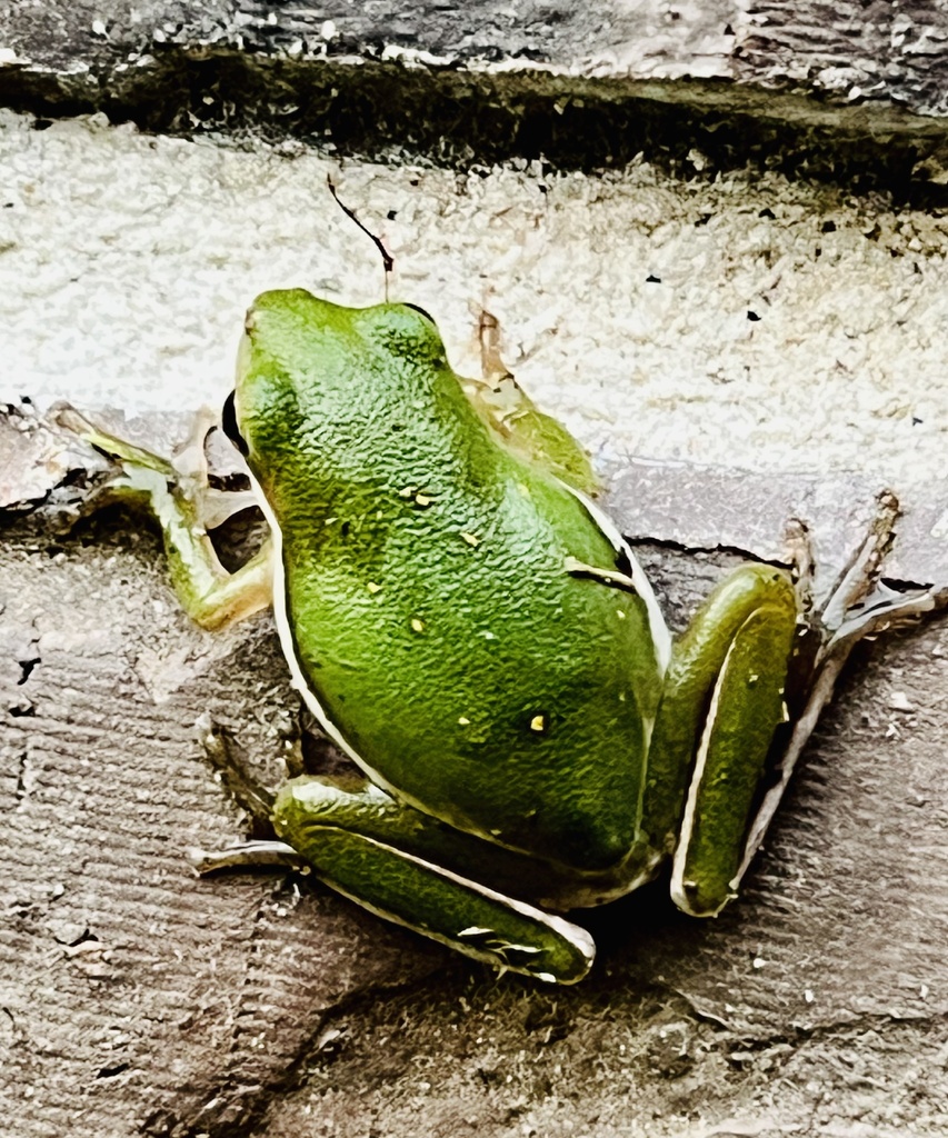 Green Treefrog from Feather Run, College Station, TX, US on July 11 ...