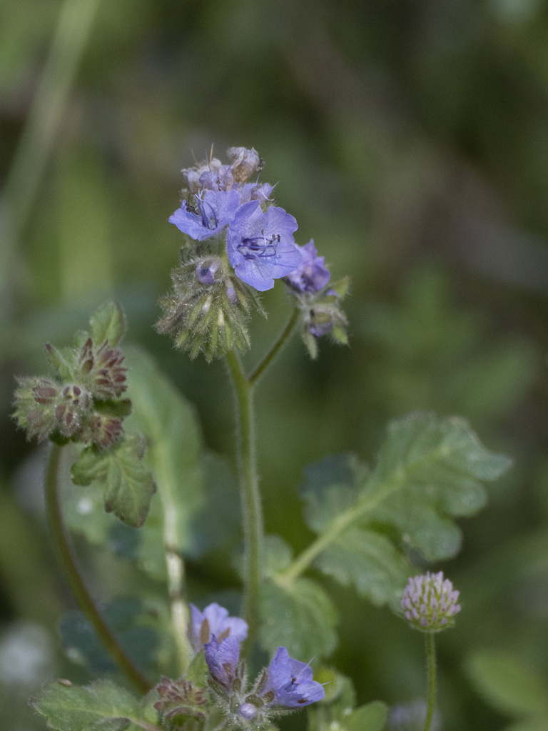 distant phacelia from San Diego County, CA, USA on July 10, 2023 at 08: ...