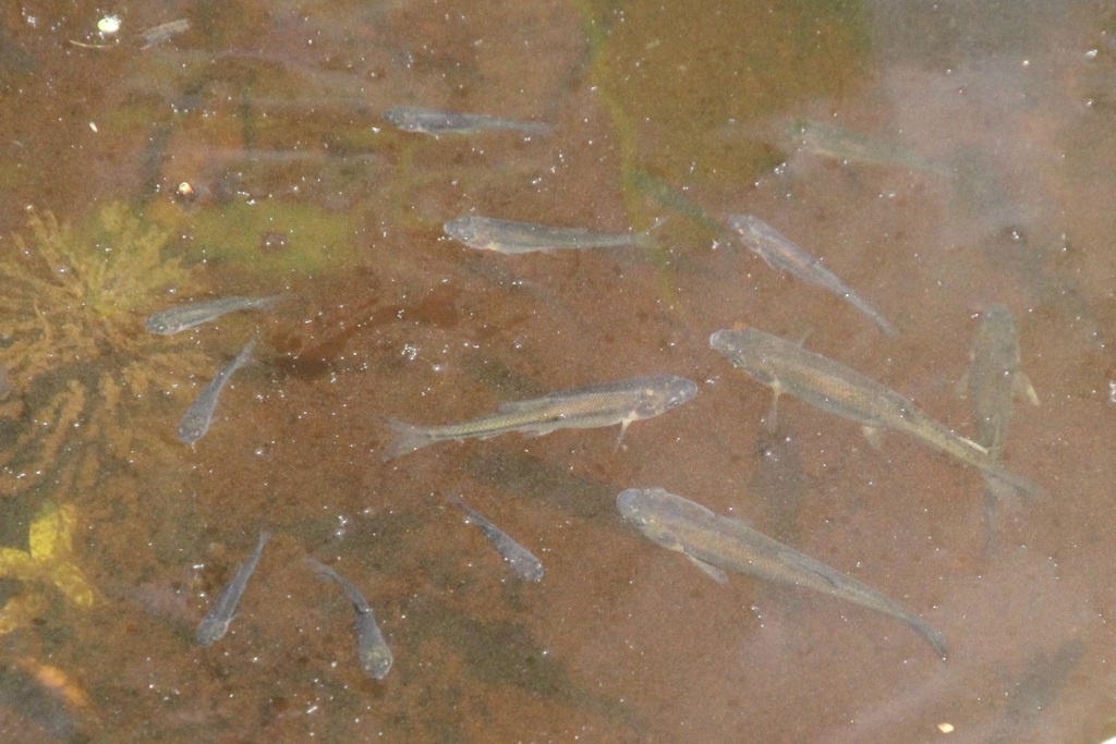 Fathead Minnow from Northeast Ithaca, NY 14850, USA on July 11, 2023 at ...