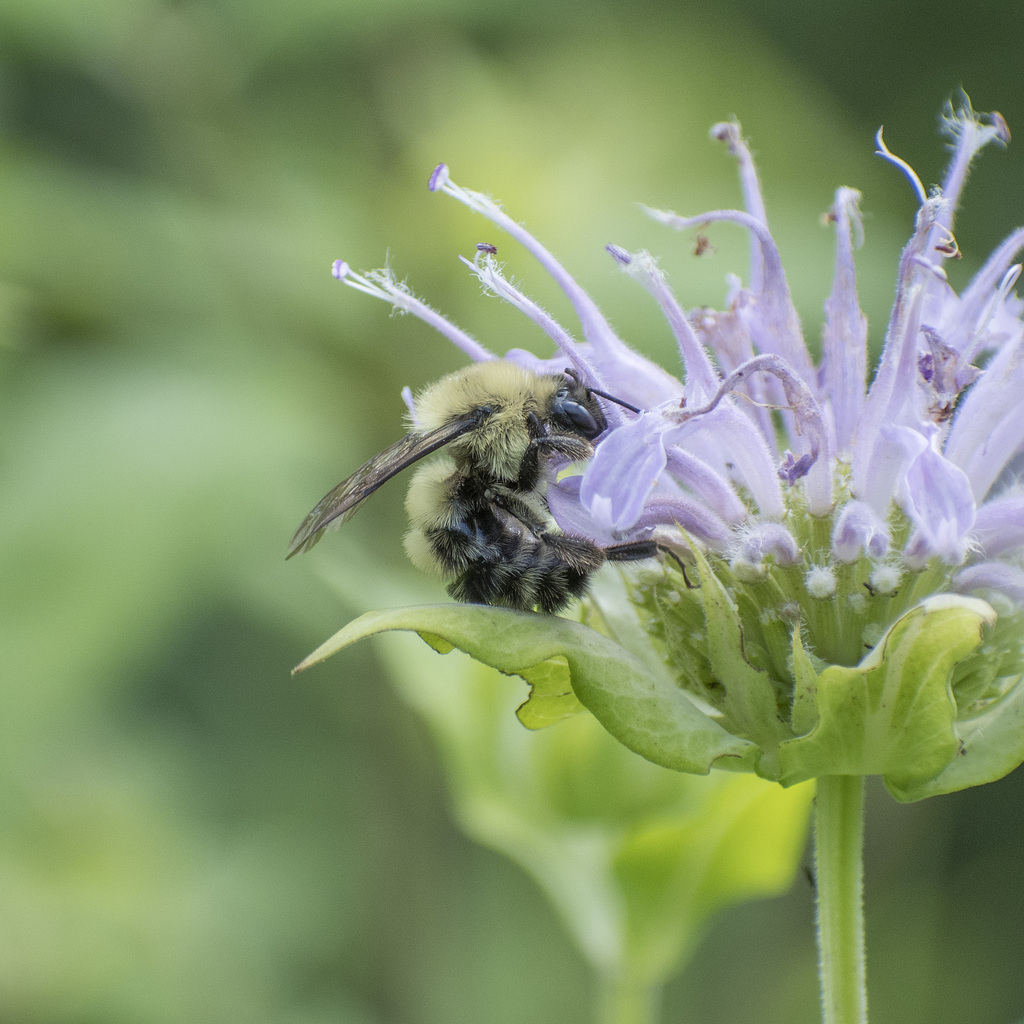 Two-spotted Bumble Bee from Montgomery County, OH, USA on July 7, 2023 ...
