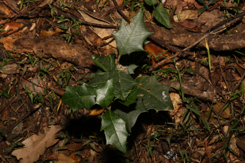 Native Holly from Sheldon QLD 4157, Australia on July 11, 2023 at 07:36 ...