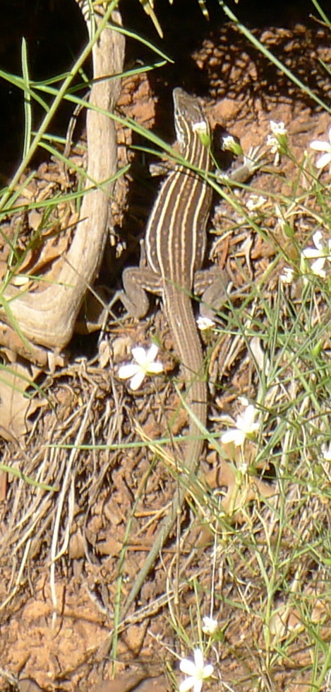 Plateau Striped Whiptail (Lizards of Highlands Center for Natural ...