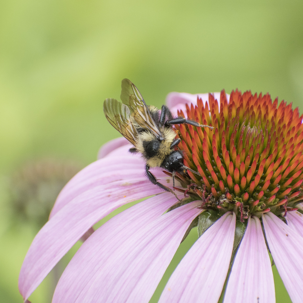Lemon Cuckoo Bumble Bee from Montgomery County, OH, USA on July 8, 2023 ...