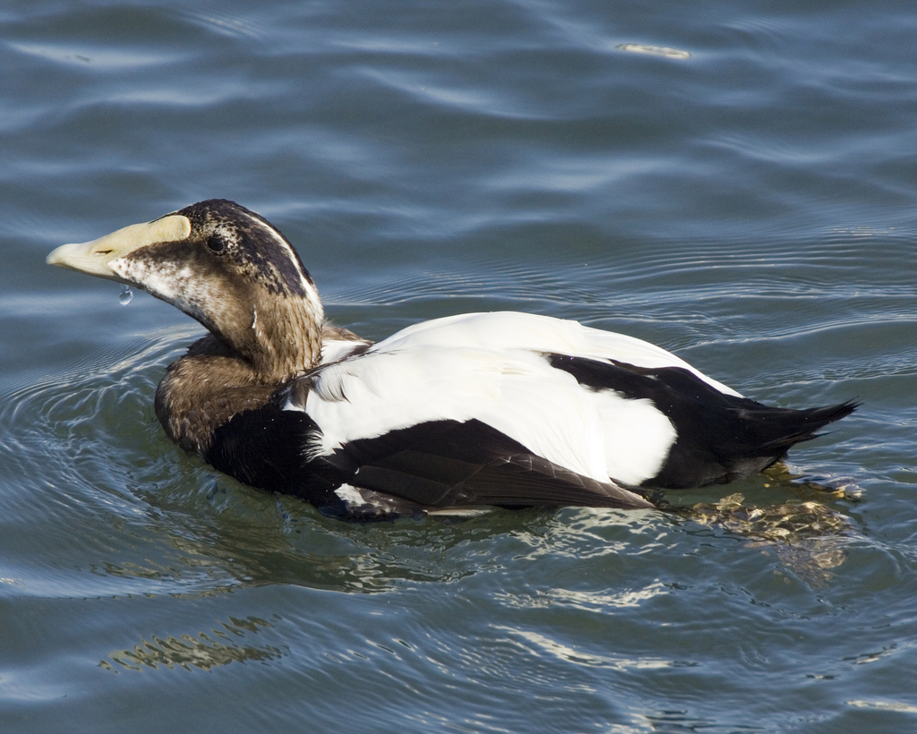 Common Eider from Provincetown, MA, USA on September 30, 2011 at 06:12 ...
