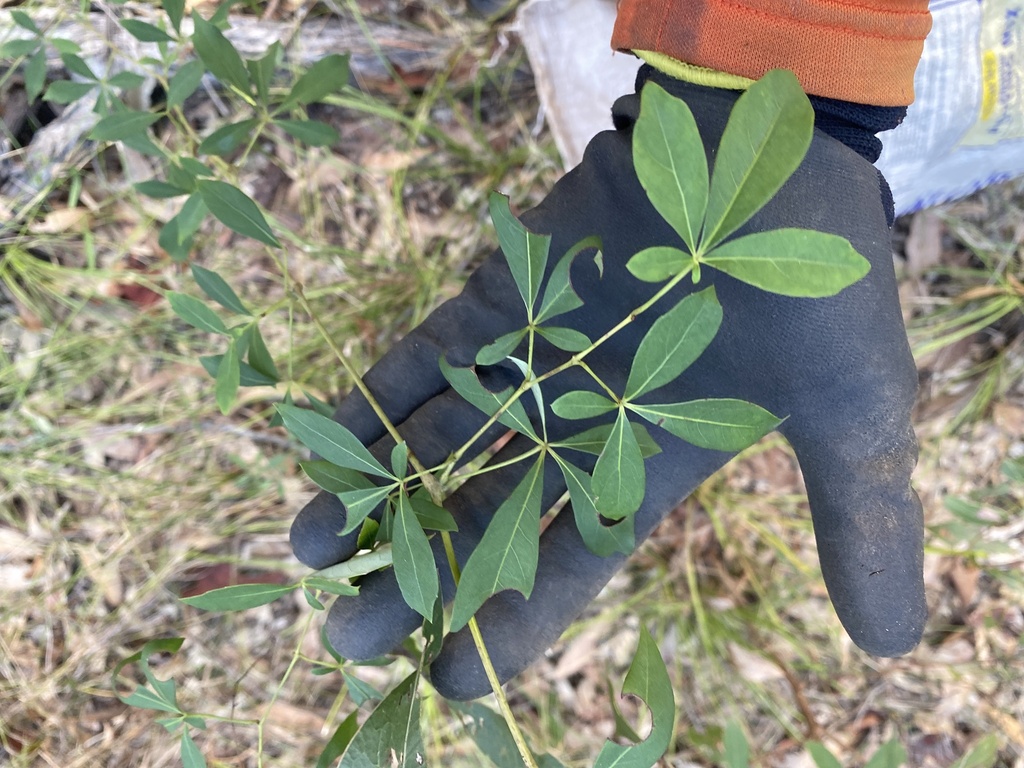 Pepper Vine from Mt Coot-tha Forest, Mount Coot-Tha, QLD, AU on July 12 ...