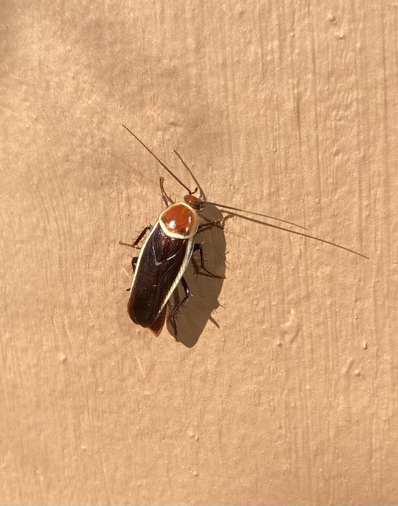 Pale-bordered Field Cockroach from Birmingham Zoo, Birmingham, AL, US ...