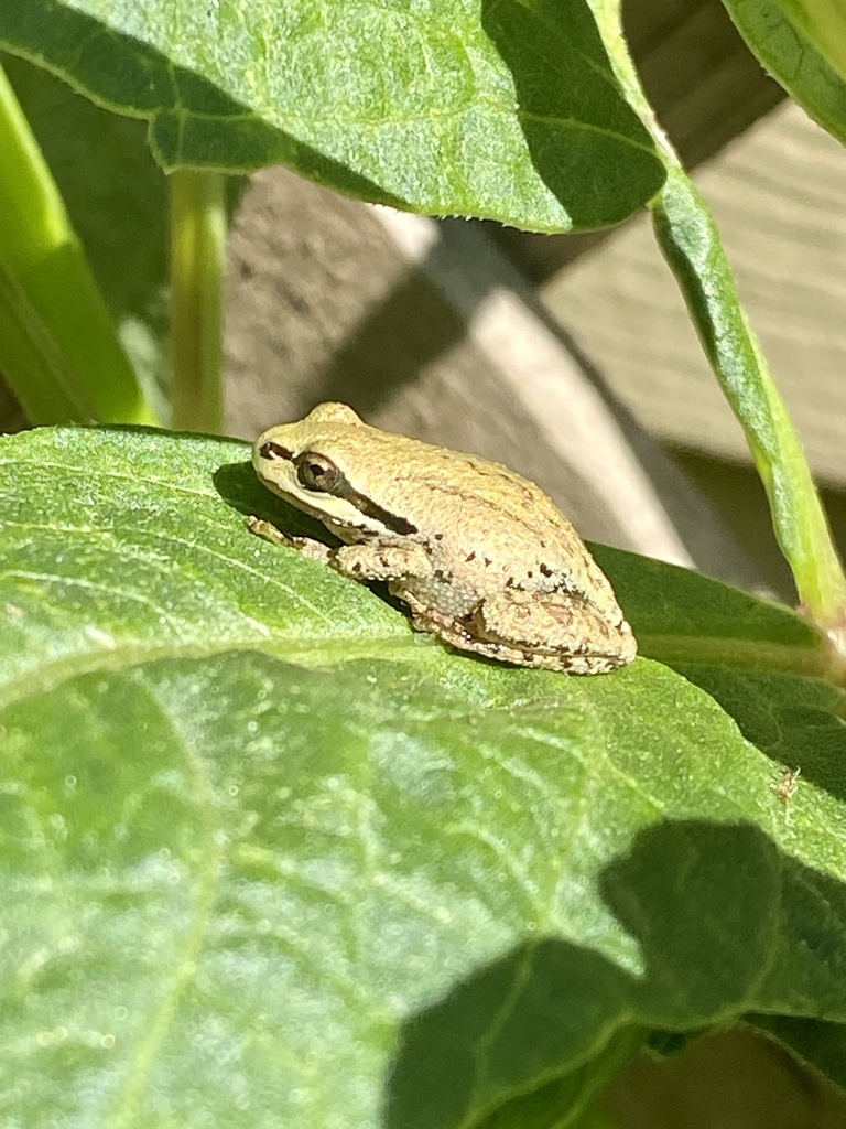 Northern Pacific Tree Frog from NE 45th Ave, Vancouver, WA, US on July ...