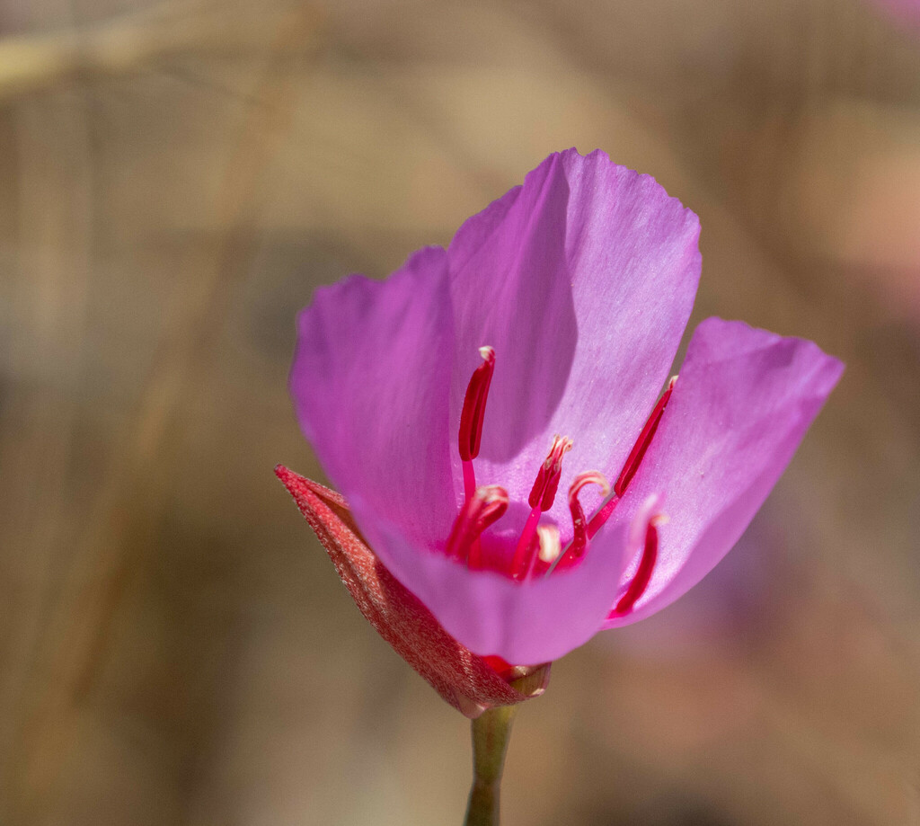 ruby chalice clarkia from Mount Diablo State Park, Contra Costa County ...
