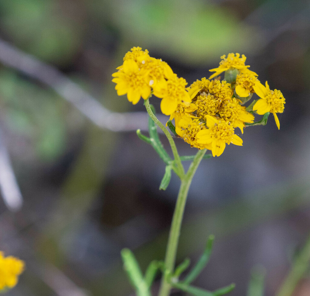 Golden Yarrow from Mount Diablo State Park, Contra Costa County, CA ...