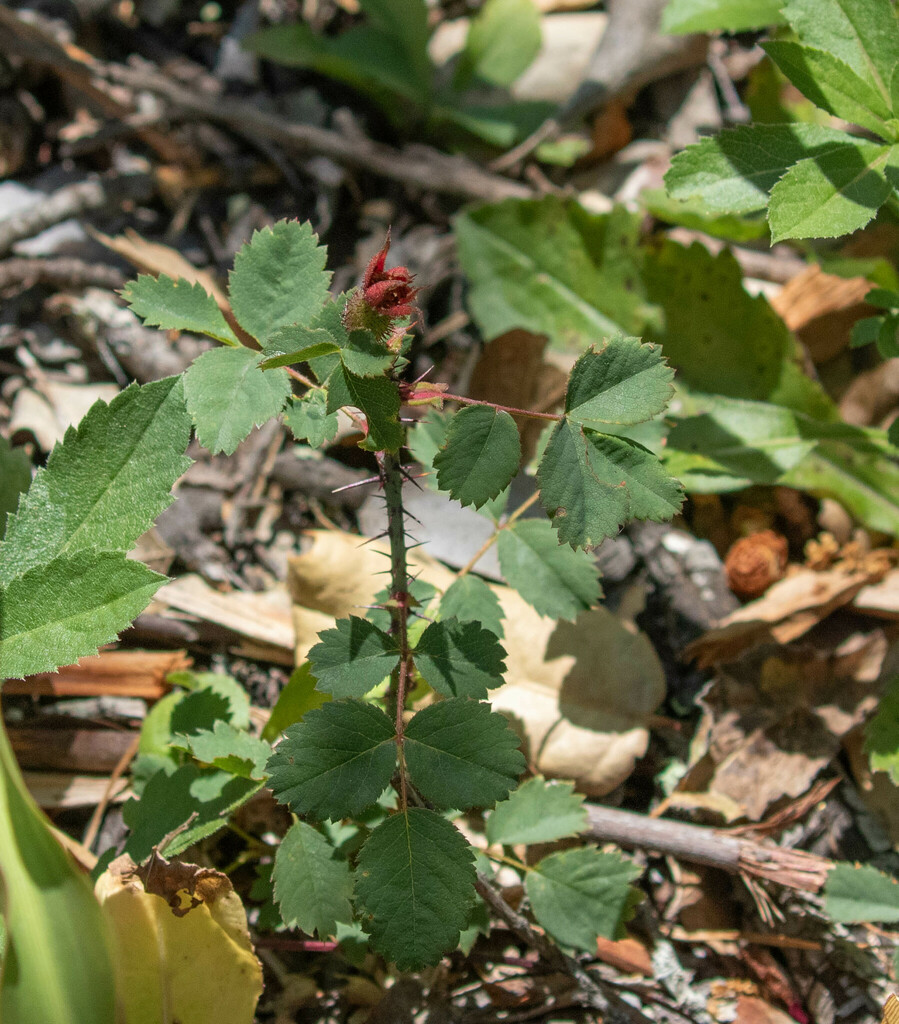 ground rose from Mount Diablo State Park, Contra Costa County, CA, USA ...