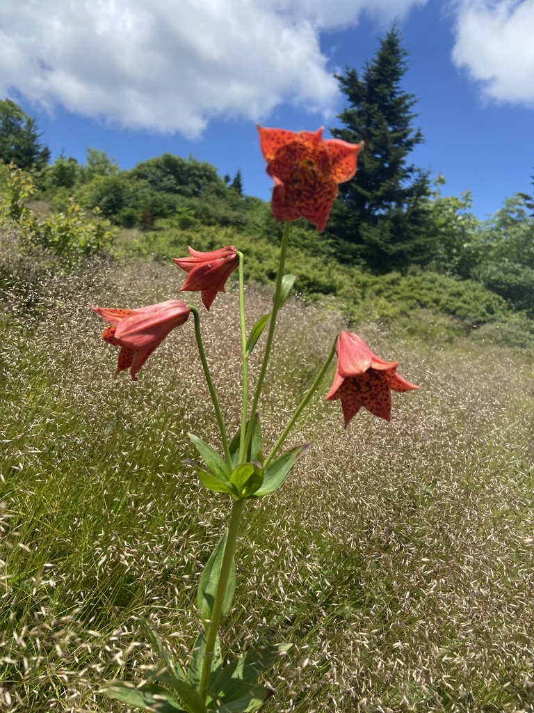 Gray's lily in July 2023 by pond_gremlin · iNaturalist