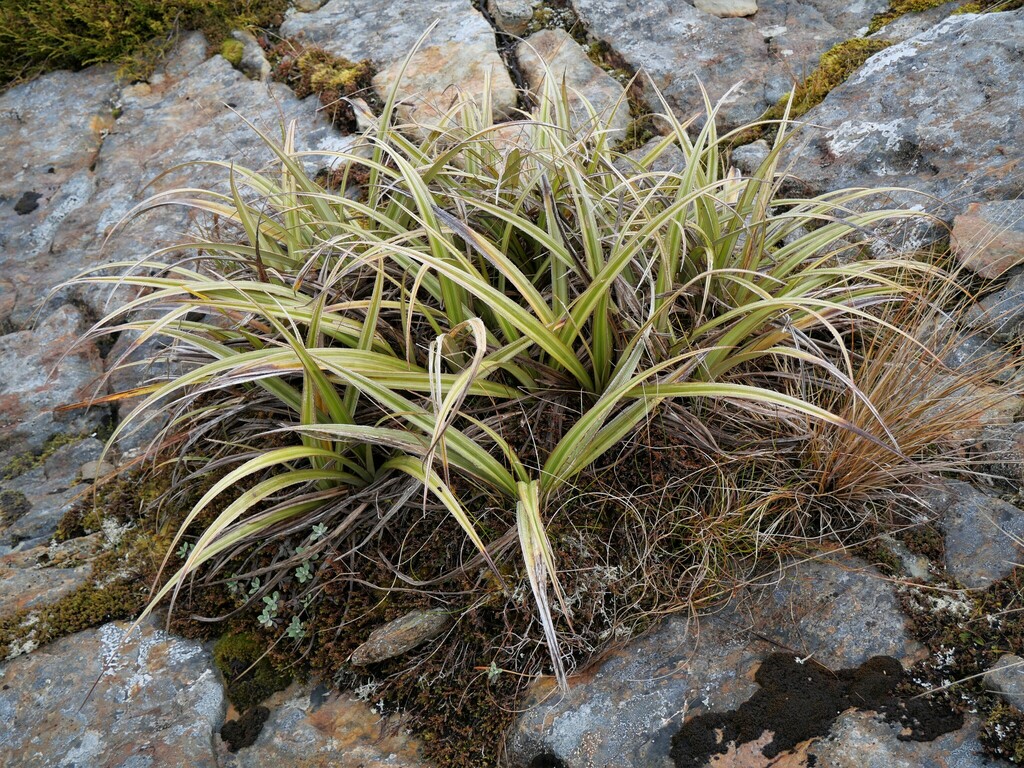 Mountain Astelia from Atarau, New Zealand on April 26, 2023 at 03:20 PM ...