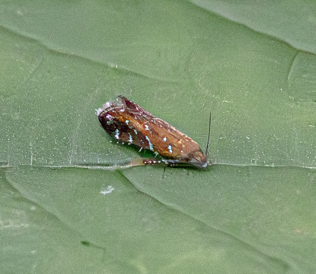 Iridescent Strobisia Moth from Lunenburg County, VA, USA on July 10 ...