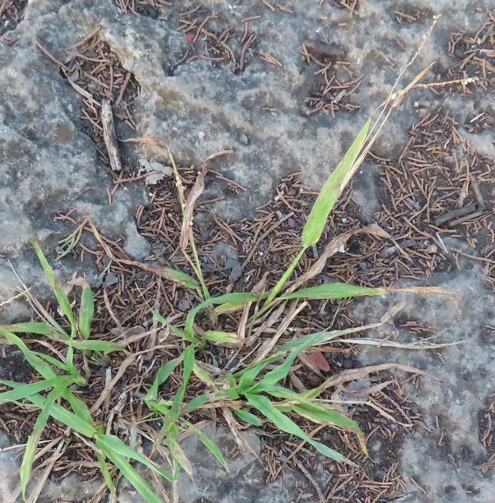 Thin Paspalum from Georgetown, TX, USA on July 11, 2023 at 08:12 AM by ...