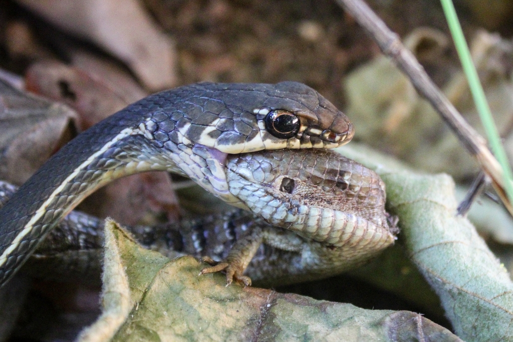California Striped Racer from Old Los Angeles Zoo on July 11, 2023 at ...