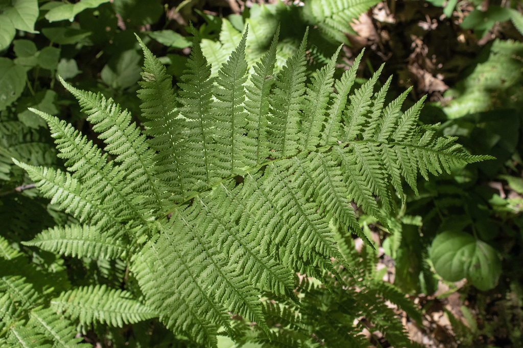 lady ferns from La Crosse, WI, USA on July 11, 2023 at 10:45 AM by ...