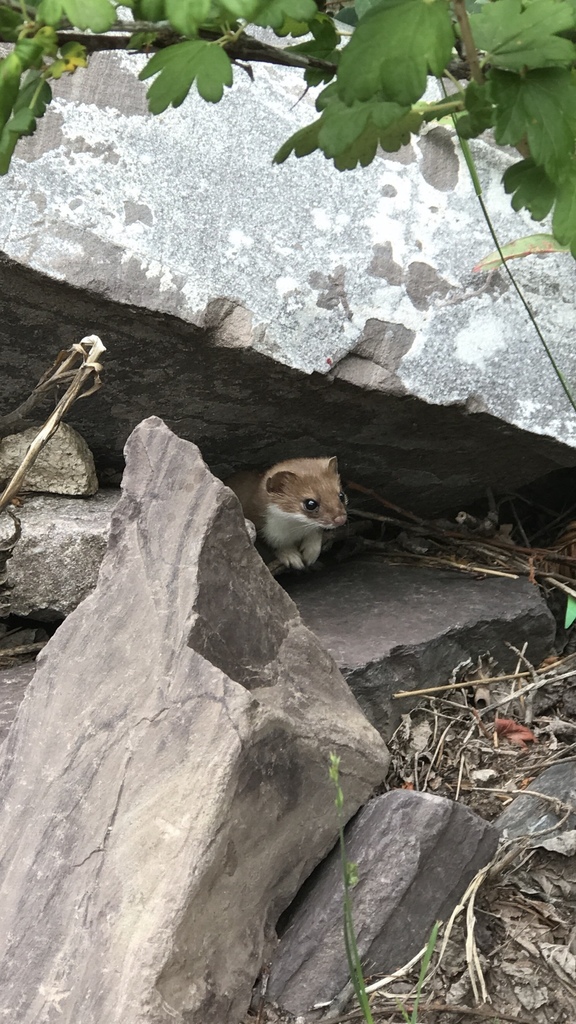 Short-tailed Weasel from White River National Forest, Carbondale, CO ...