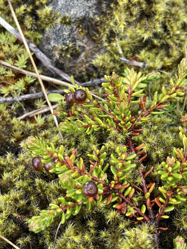 black crowberry from Iceland, Flúðir, Southern Region, IS on July 1 ...