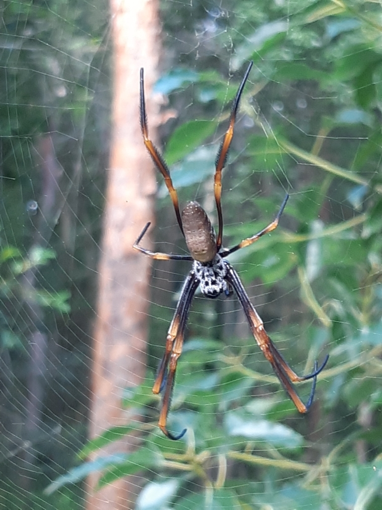 Tiger Spider in January 2019 by QuestaGame. Sighting and photos (c ...