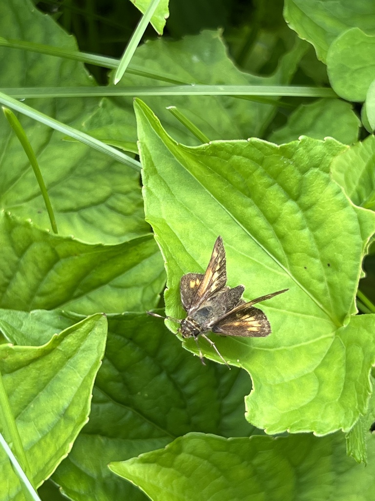 Long Dash in July 2023 by kateedid. Not sure. Am basing this on ...