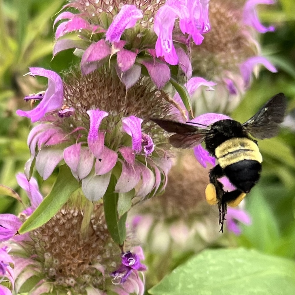 American Bumble Bee from Clifftop Ln, Dallas, TX, US on July 11, 2023 ...