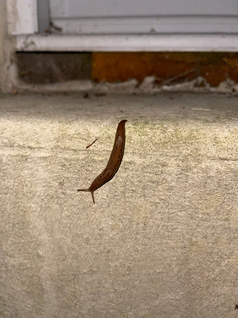 Striped Garden Slug from St Leonards-On-Sea on July 12, 2023 at 12:42 ...