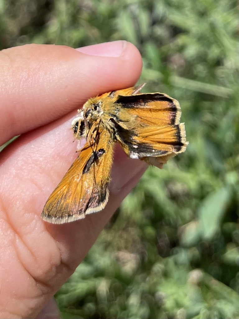 Ottoe Skipper in July 2023 by Alex Harman. Seemingly hit between ...