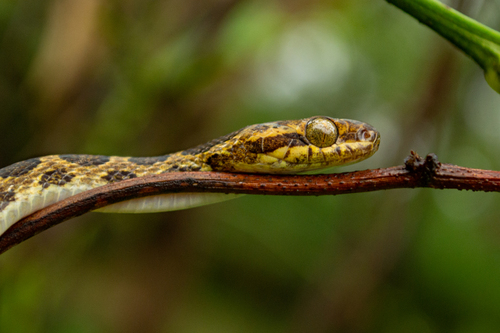Banded Cat-eyed Snake (Leptodeira annulata) - Snakes and Lizards