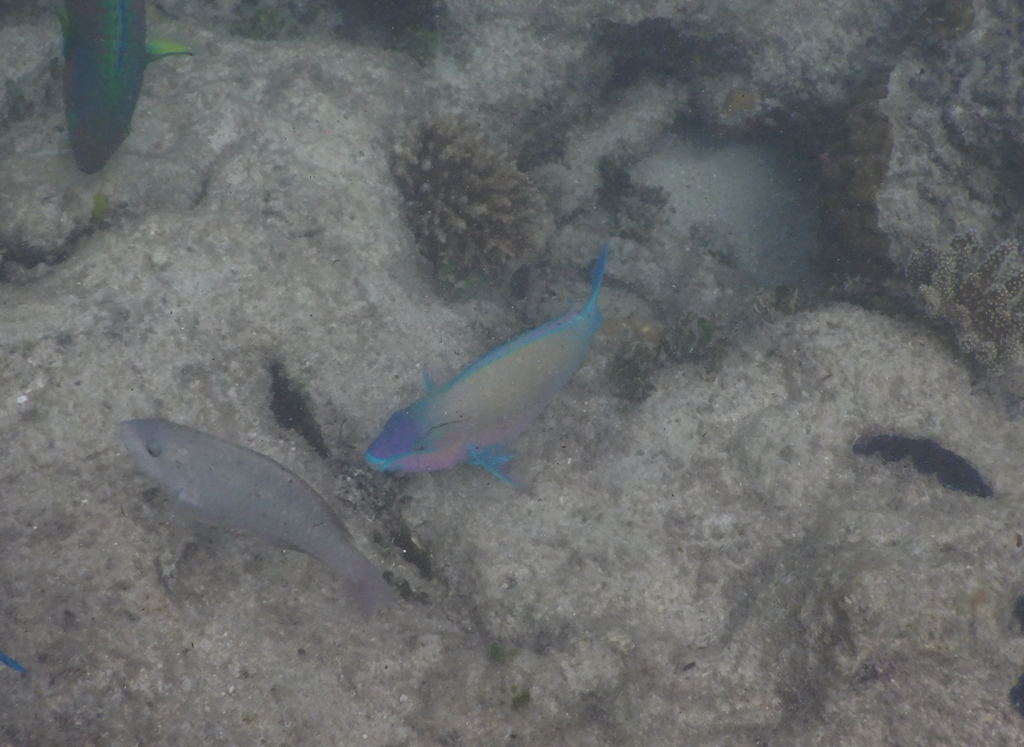 Palenose Parrotfish from Green Island QLD 4871, Australia on July 10 ...