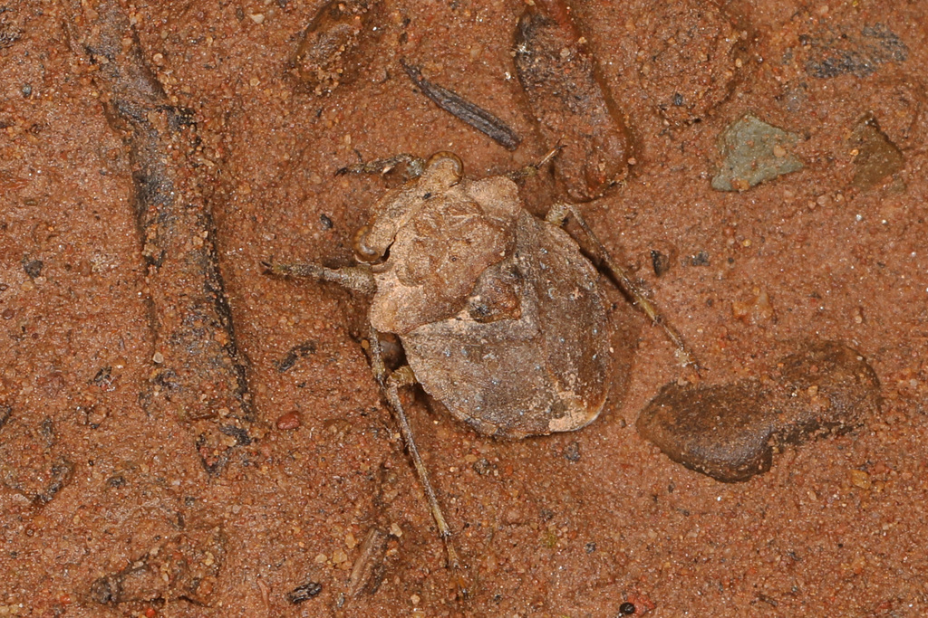Big-eyed Toad Bug from Allegany County, MD, USA on July 3, 2023 at 10: ...