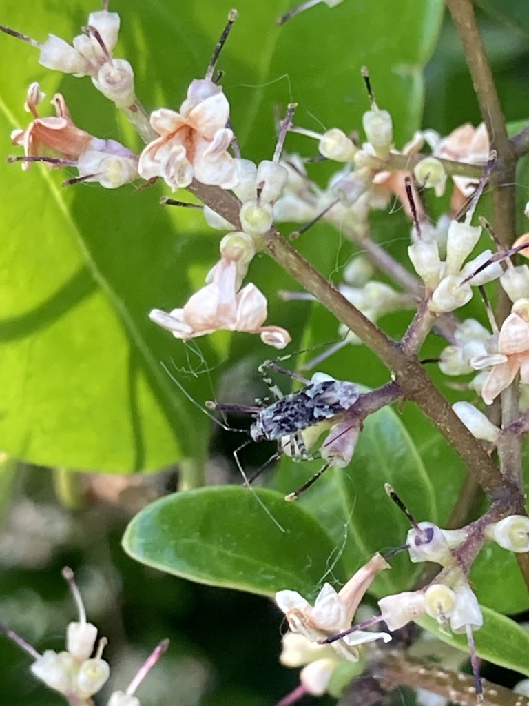 True Bugs from N Oswego Ave, Portland, OR, US on July 11, 2023 at 05:05 ...