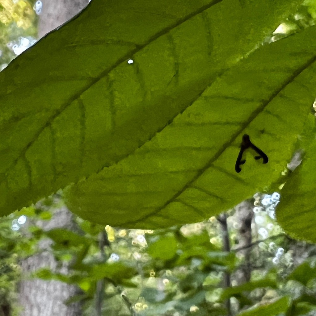 Antlered Flutter Fly from Walker Nature Center on July 11, 2023 by ...