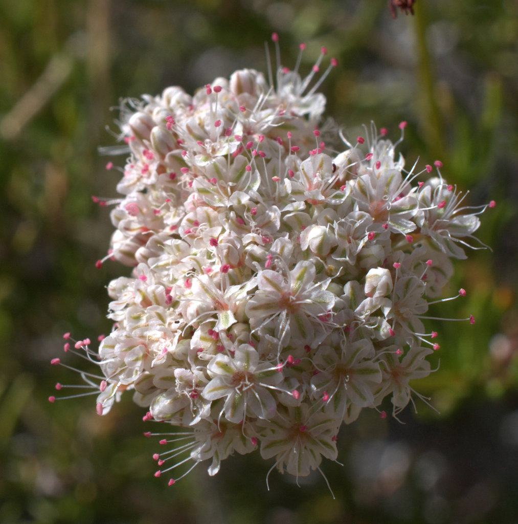 Sonoran Desert California Buckwheat from San Bernardino County, CA, USA ...