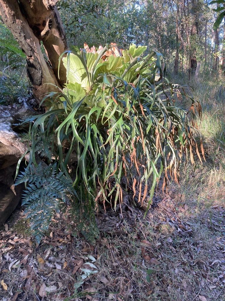 Elkhorn fern from Coomba Park, NSW, AU on July 12, 2023 at 08:49 AM by ...