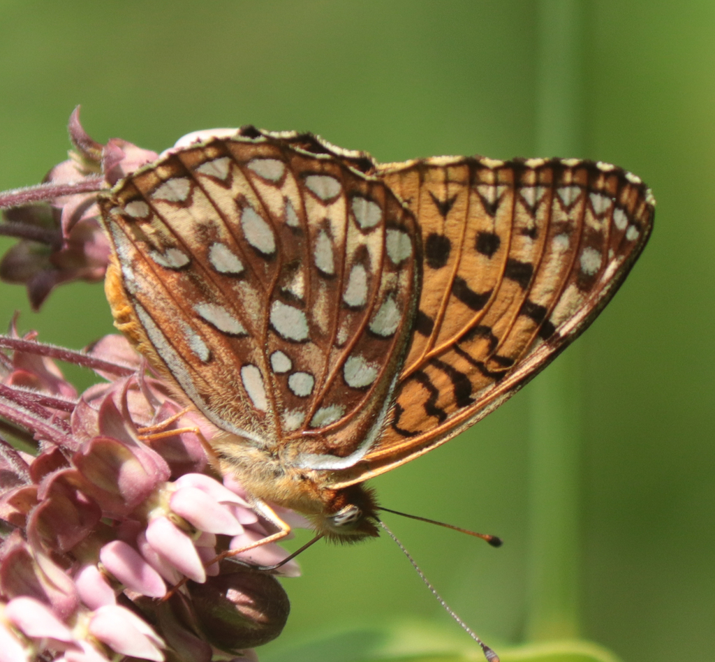 Atlantis Fritillary from Buzzard Swamp, Pennsylvania 16239 on July 11 ...