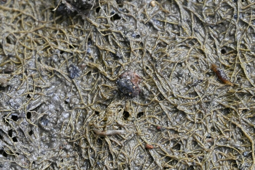 Shore bugs from Palo Alto, CA, USA on July 9, 2023 at 09:49 AM by ...