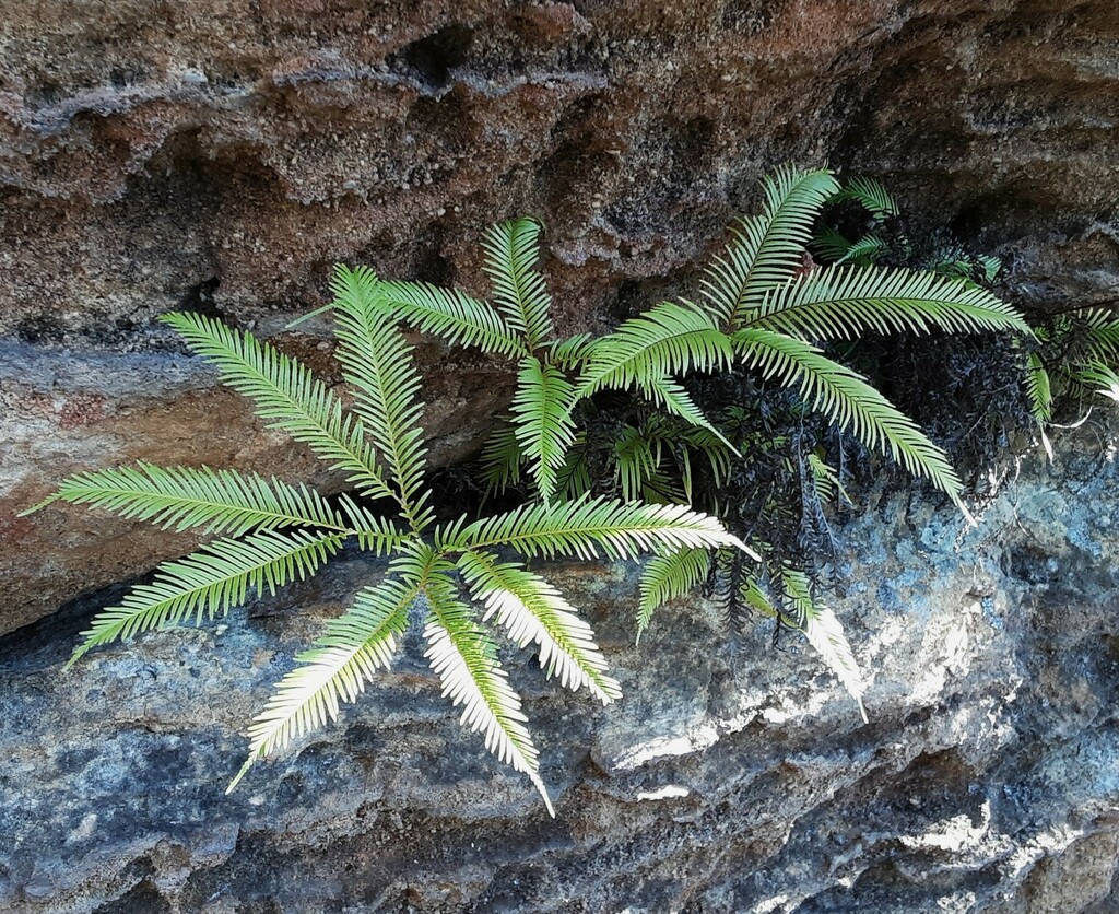 Shiny fan fern from Gardens of Stone SCA Newnes Plateau NSW 2790 ...