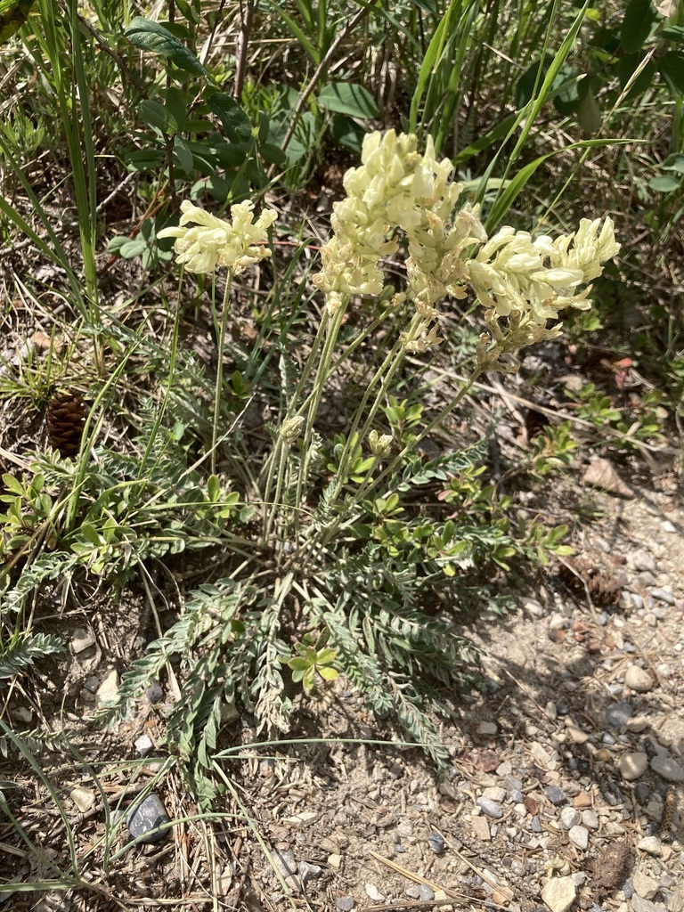 field locoweed from Southwest Calgary, Calgary, AB, Canada on July 4 ...