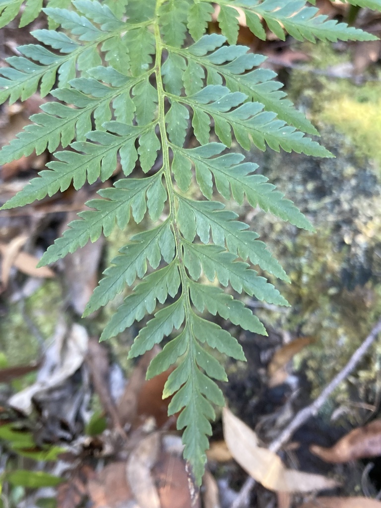 giant hare's foot fern from Coomba Park, NSW, AU on July 12, 2023 at 08 ...