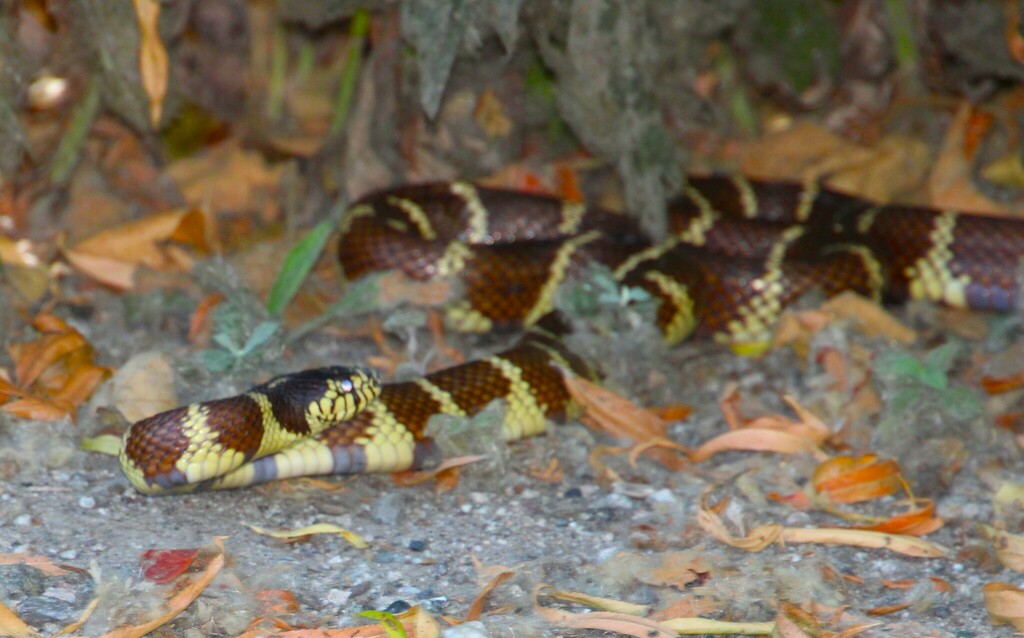 California King Snake from San Joaquin Marsh, Irvine, CA 92612, USA on ...