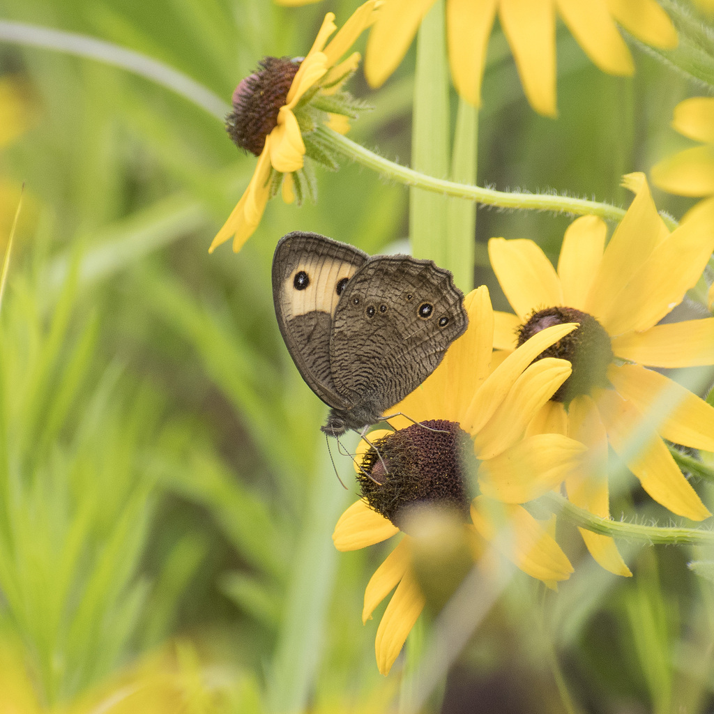 Common Wood-Nymph from Montgomery County, OH, USA on July 9, 2023 at 12 ...