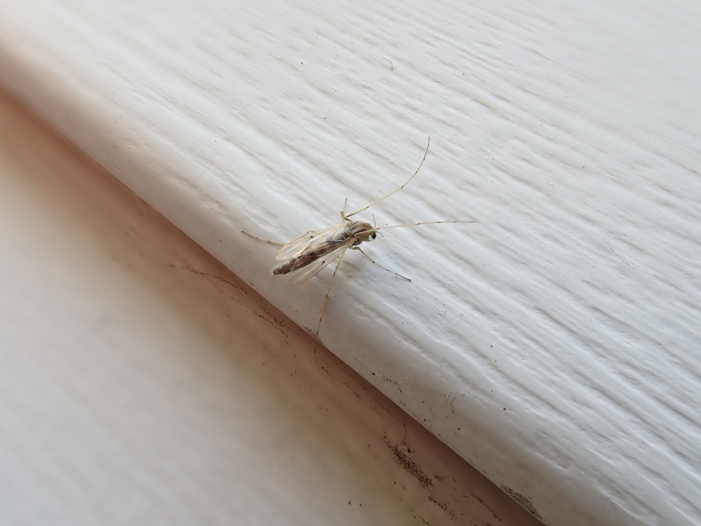 Winged and Once-winged Insects from Douglasdale, Calgary, AB T2Z ...