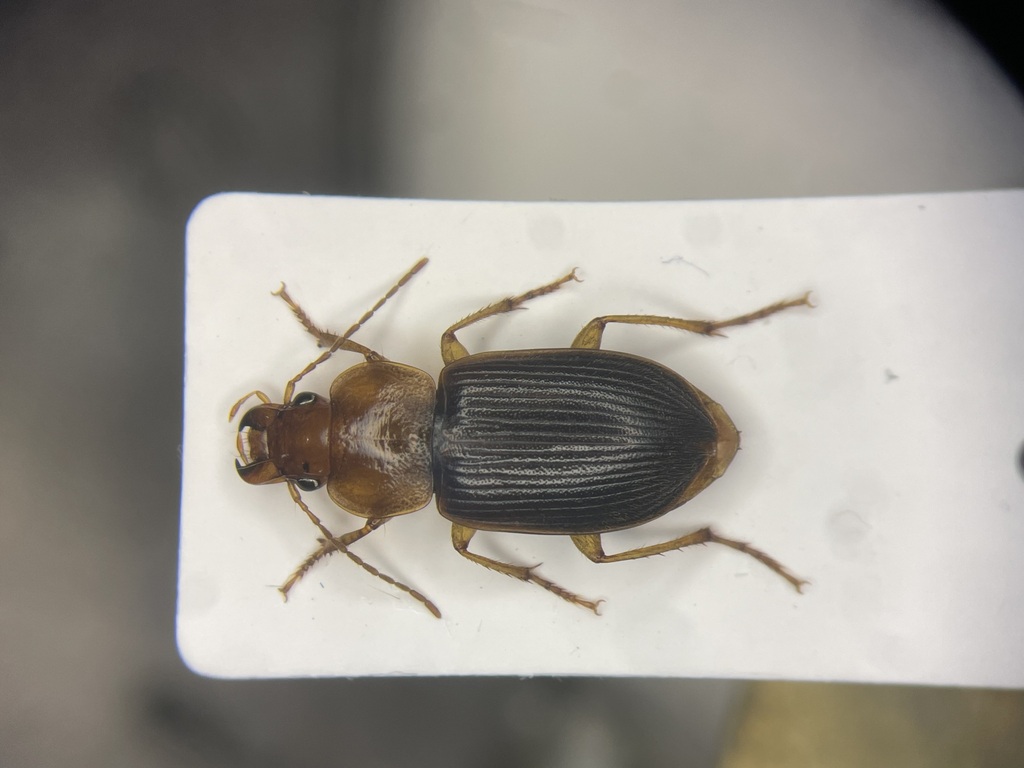 Red-headed Ground Beetle from Montérégie, QC, Canada on July 4, 2023 at ...