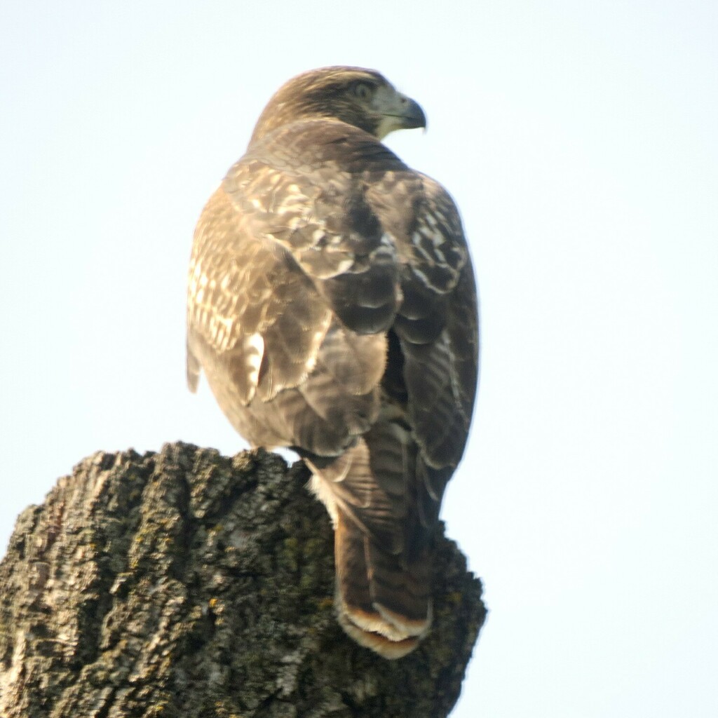 Red-tailed Hawk from Cross Plains, WI 53528, USA on July 11, 2023 at 02 ...