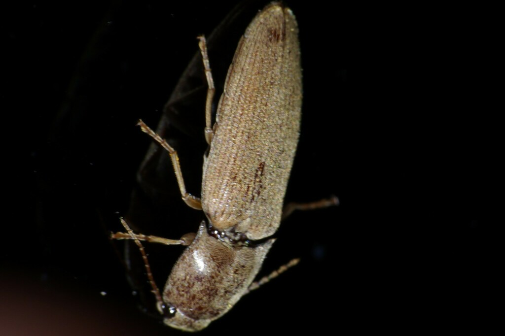 Monocrepidius in June 2023 by Lucas Garriga · iNaturalist