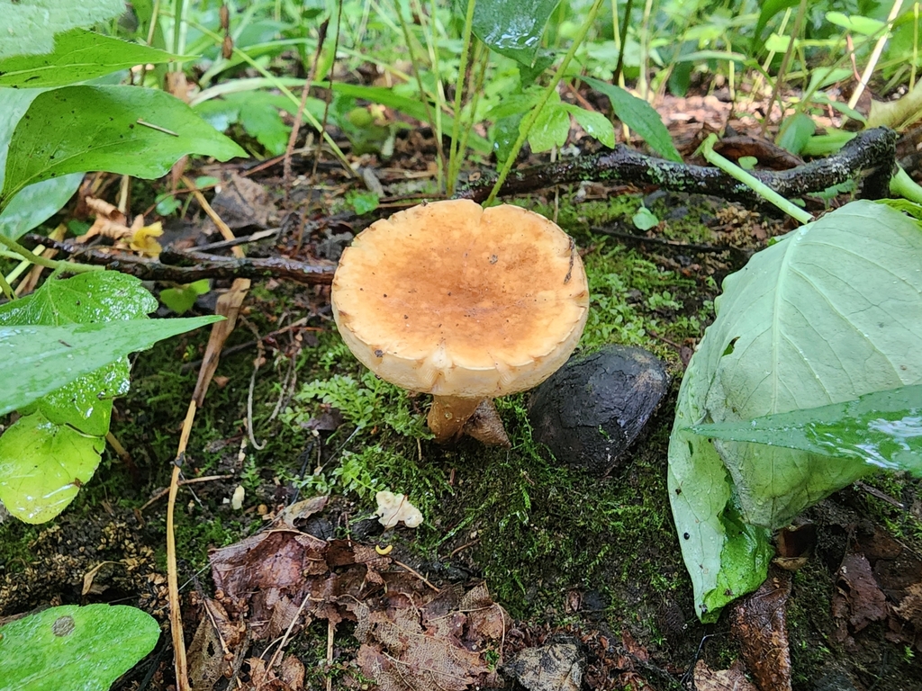 Chestnut Bolete from Wines, Ann Arbor, MI, USA on July 11, 2023 at 06: ...