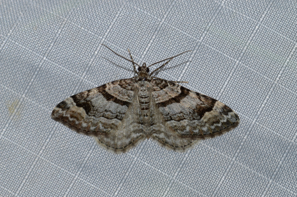 Northern Carpet from Bonaventure, QC G0C, Canada on July 4, 2023 at 09: ...