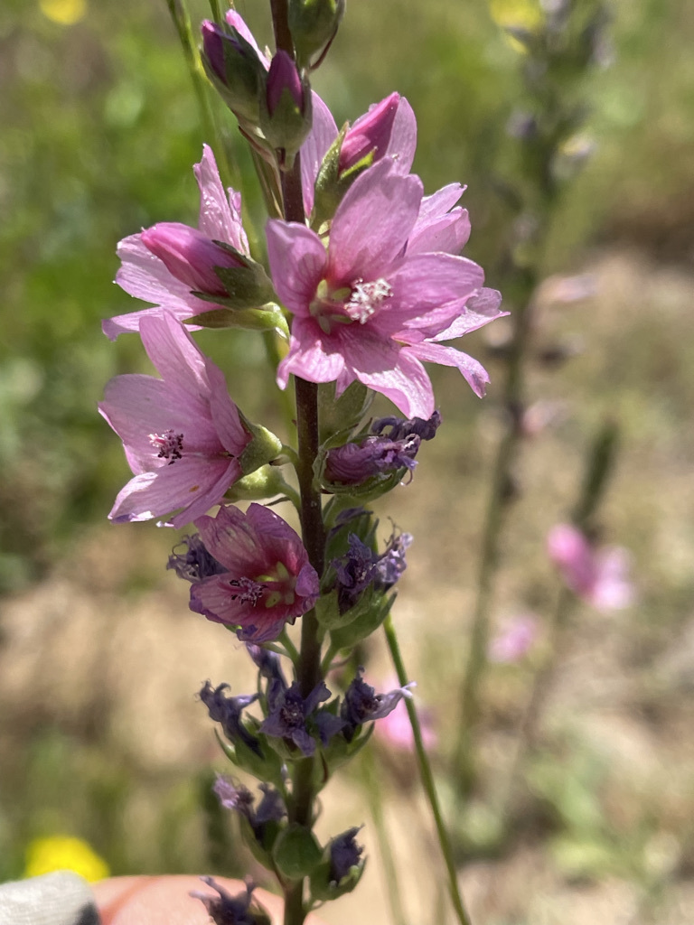 Oregon Checker-mallow from Plumas County, CA, USA on July 11, 2023 at ...